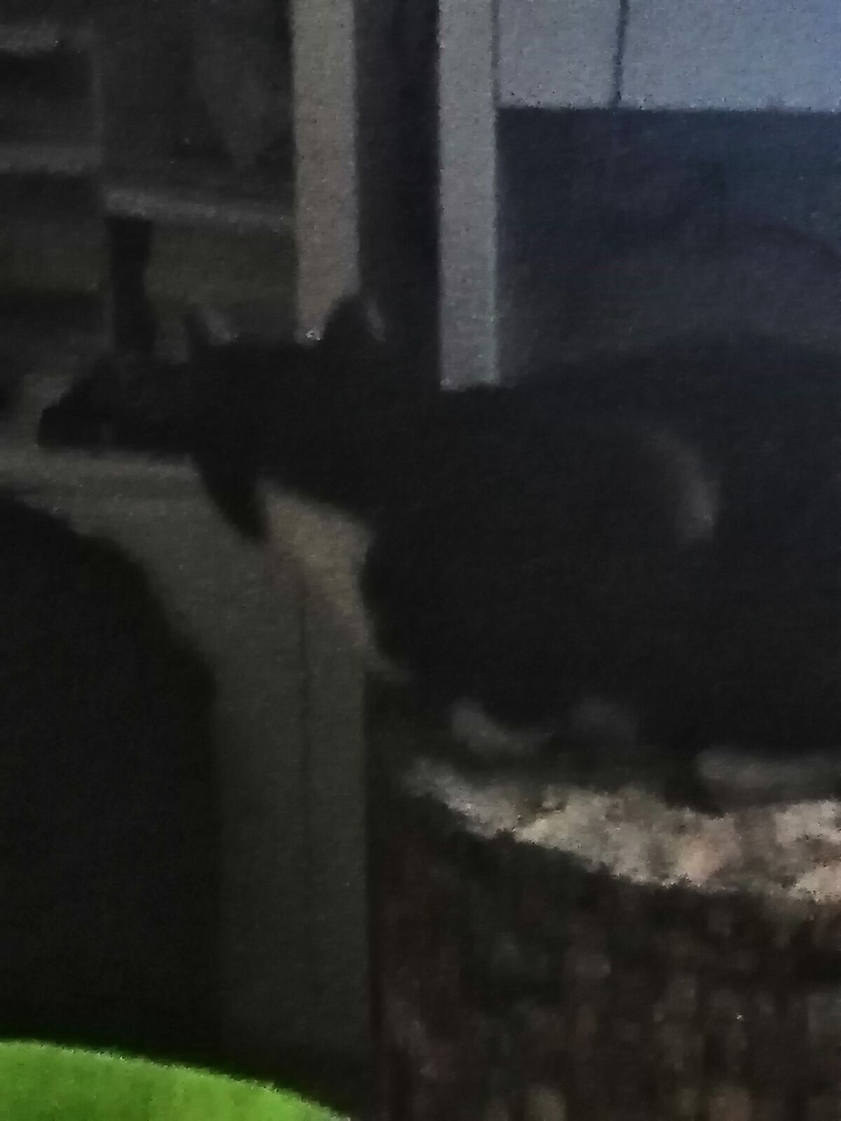 Max (cat) - MicroWiki
